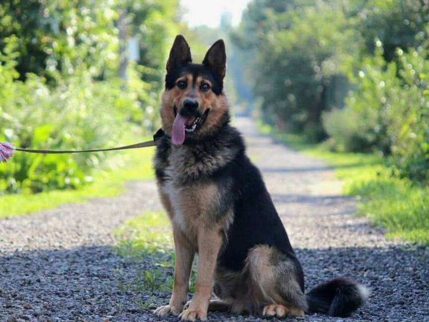 Немецкая овчарка