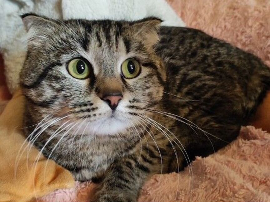 Кот Тима