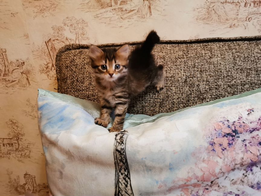 Котёнок Русской сибирской кошки