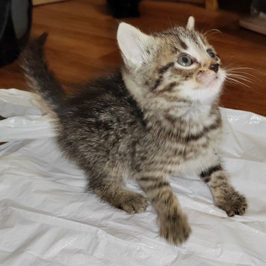 Котёнок в добрые руки