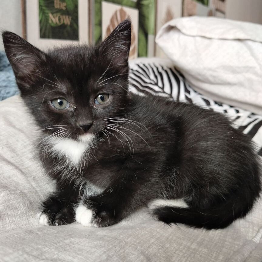 Котёнок в добрые руки