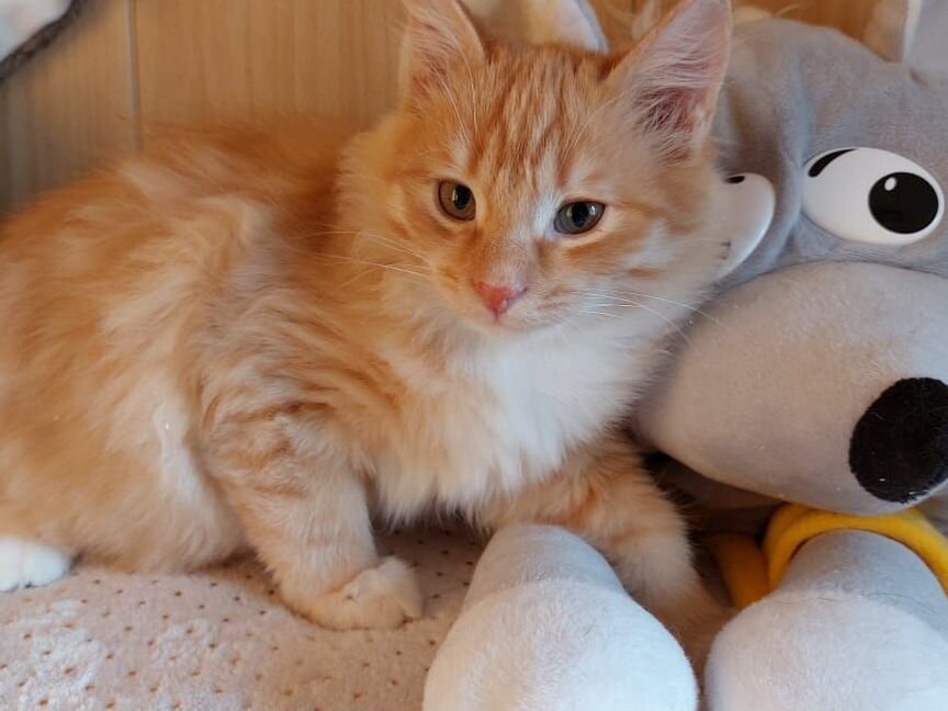 Бездомные котята ищут дом