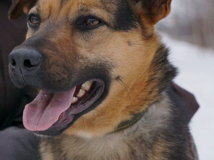 Собака Джина