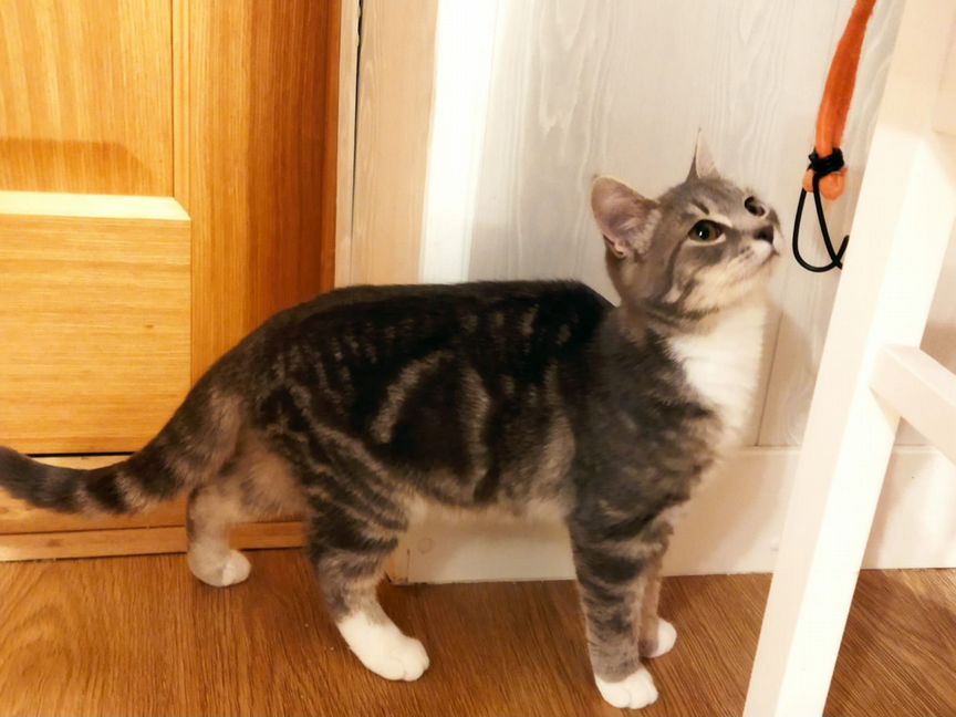 Котенок Дымка девочка в дар