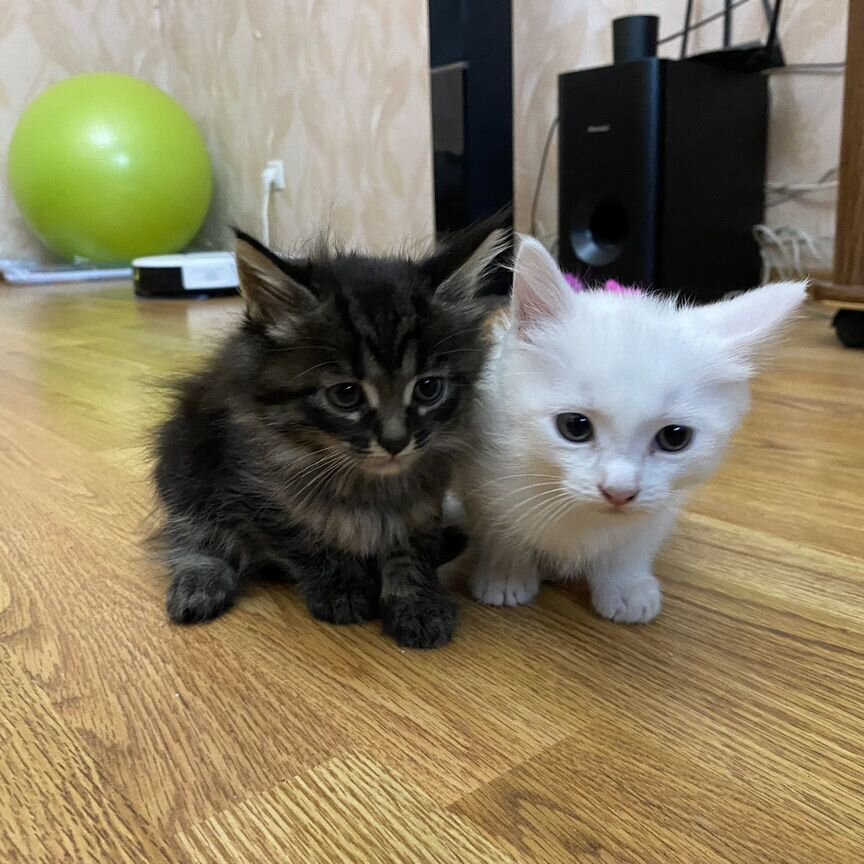 Котята(полу Мэйн-Кунята)