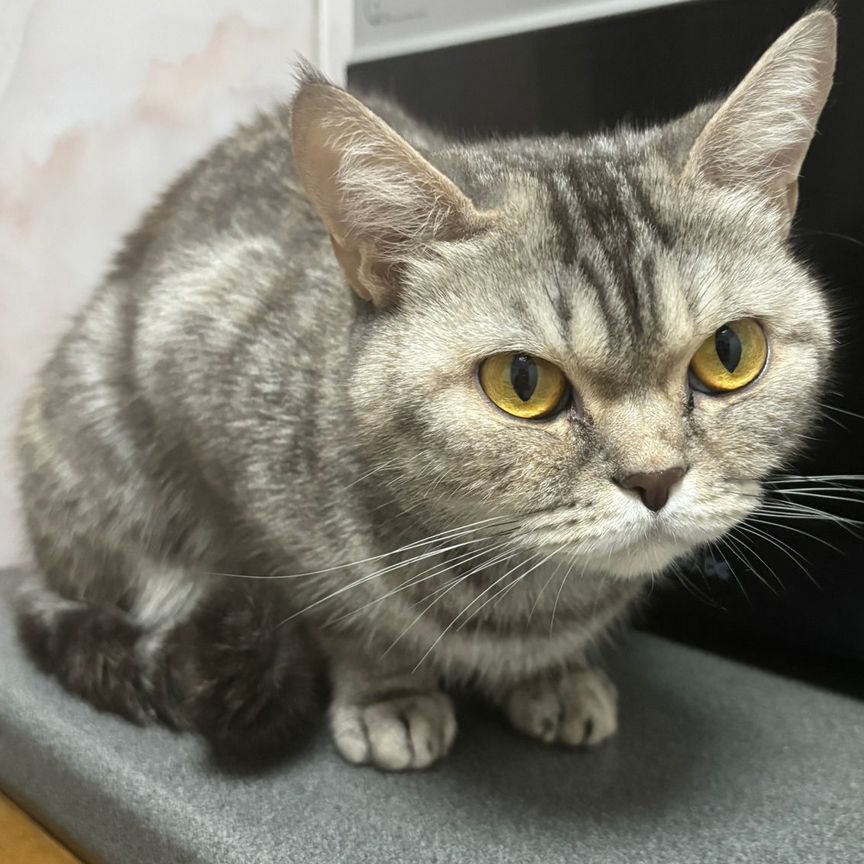 Британская короткошёрстная кошка, взрослая