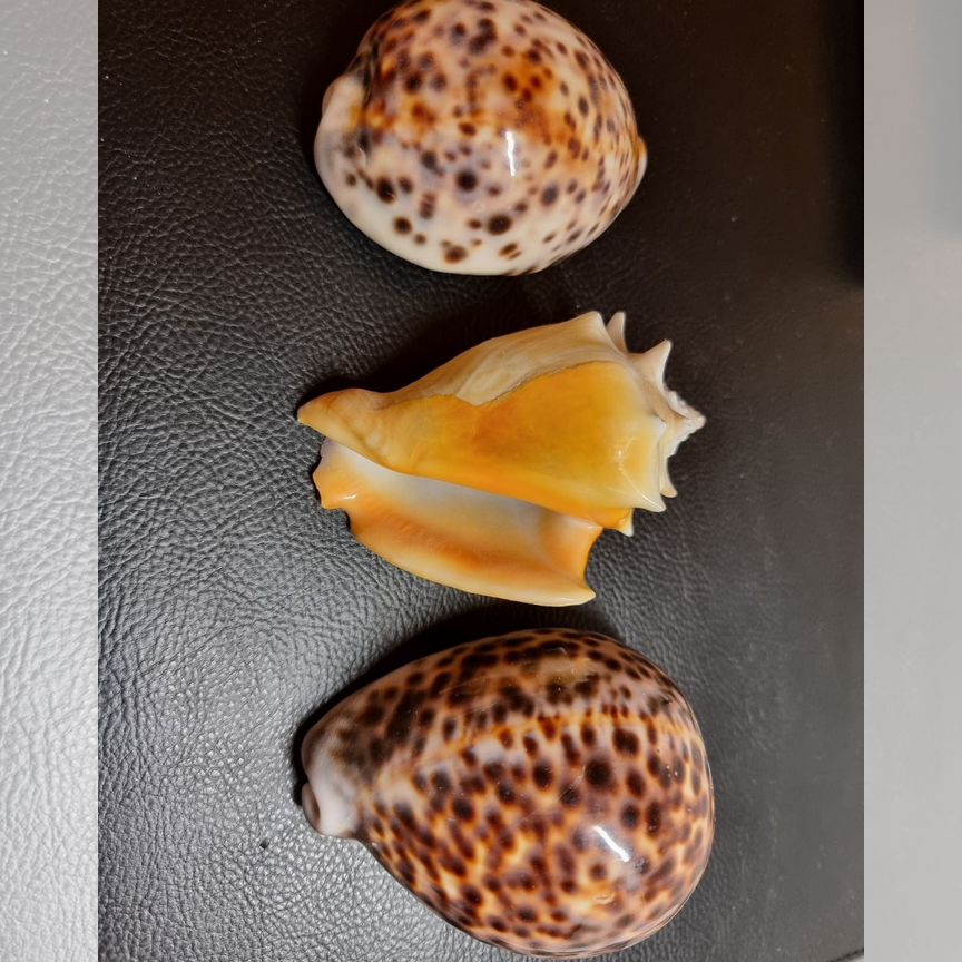 Ракушки и кораллы