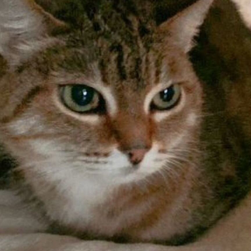 Отдам в добрые руки кошку