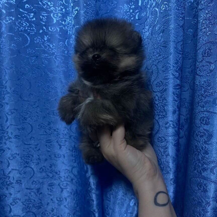 Пушистики шпицы