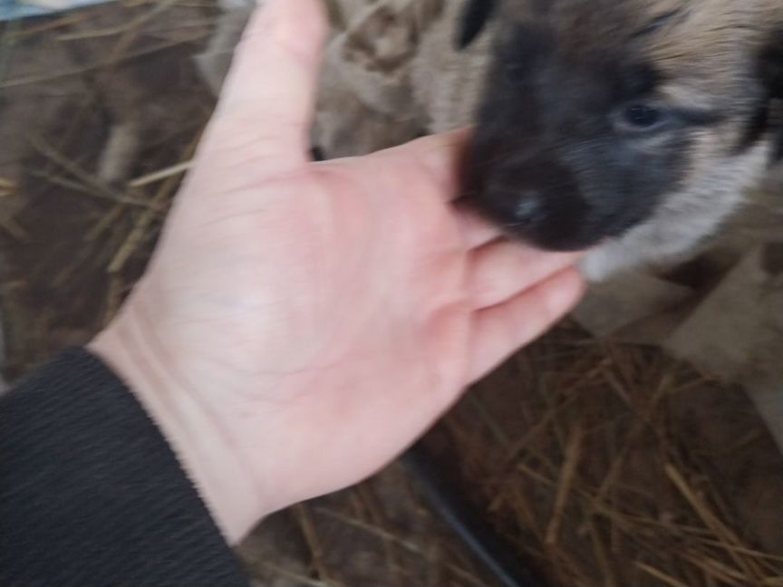 Щенок в добрые руки бесплатно