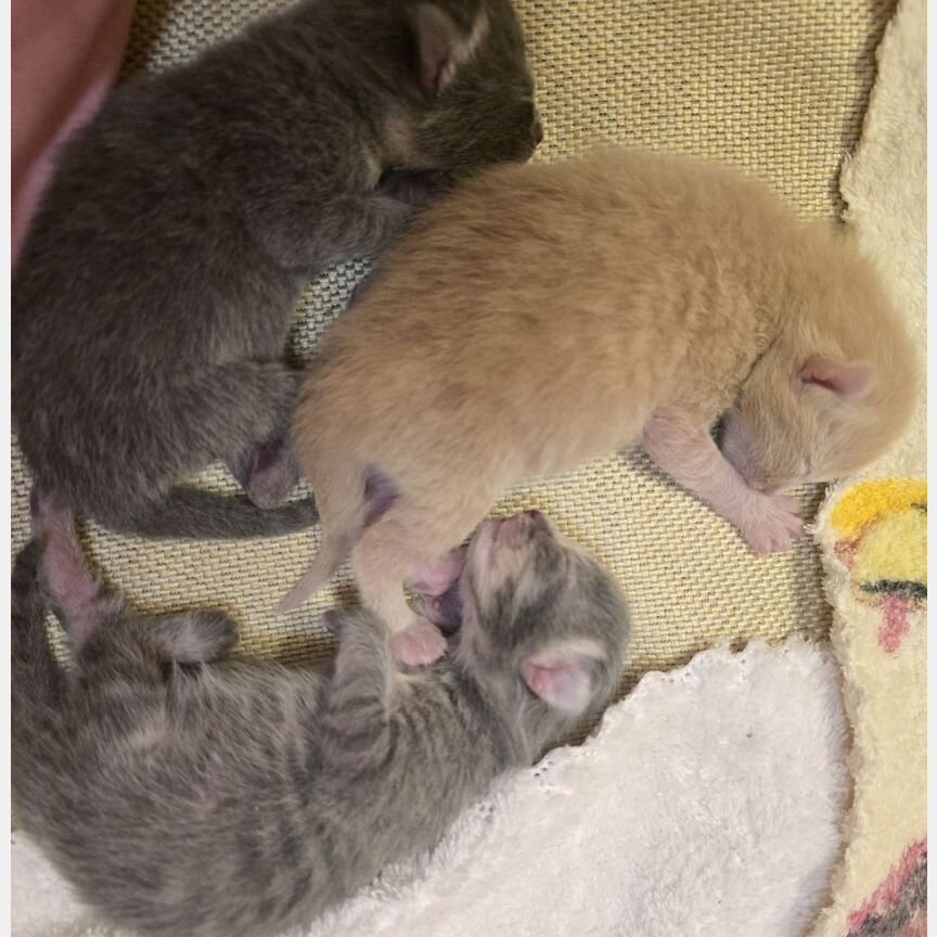 Котята бесплатно