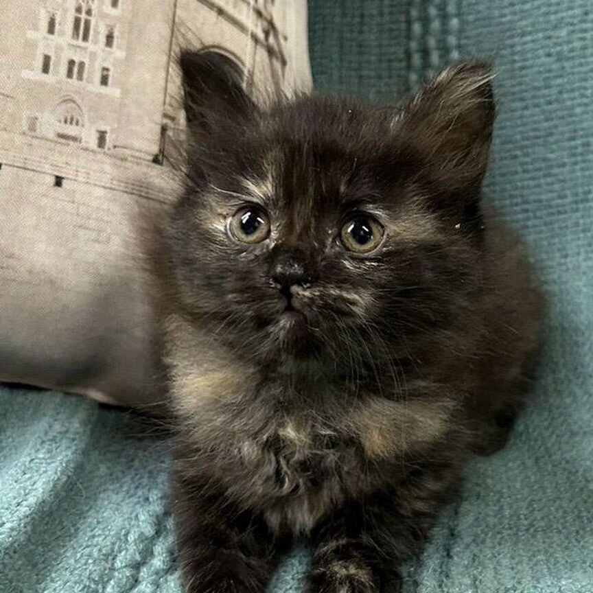 Котенок девочка, 2 мес, в добрые руки