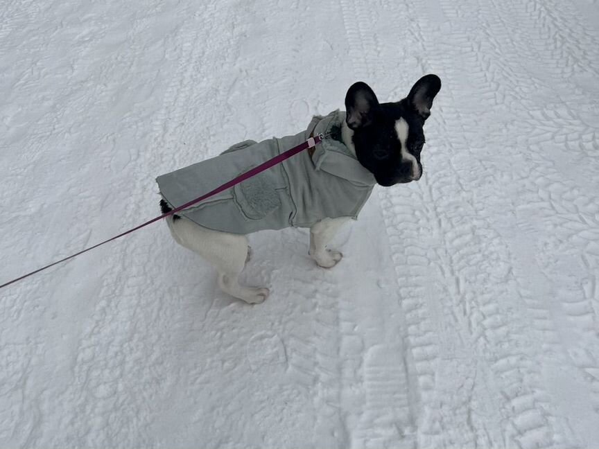Продам дубленочку на собаку