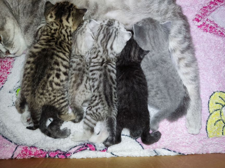 Шотландские котята