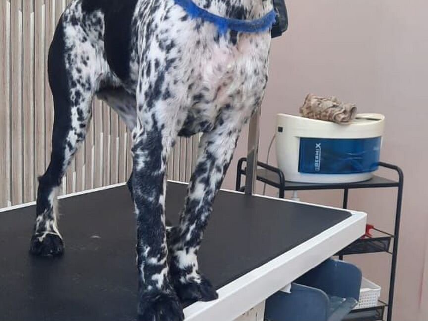 Собака в добрые руки отдам бесплатно