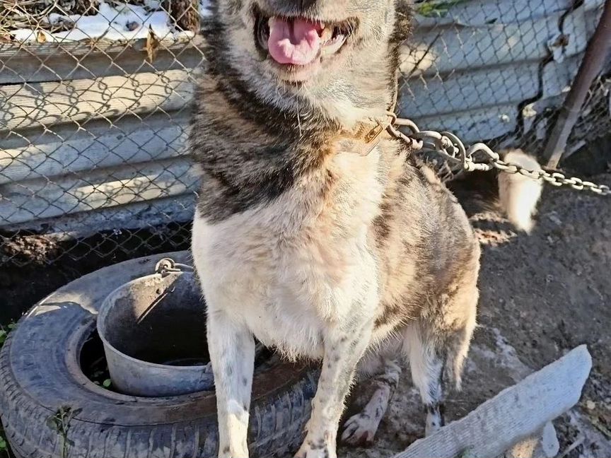 Собака Шакира ждёт любящую семью