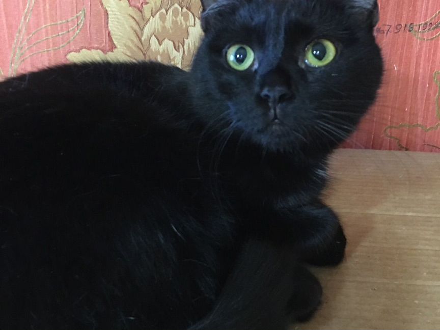 Кошечка Карамелька в добрые руки