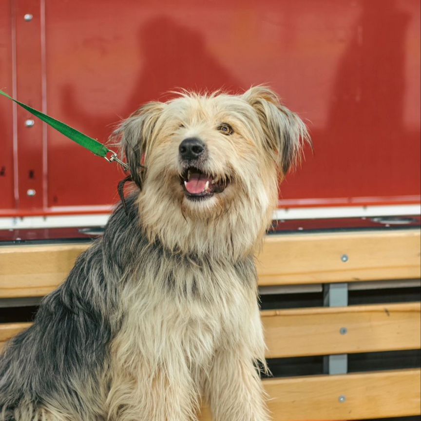 Кексик золотой песик