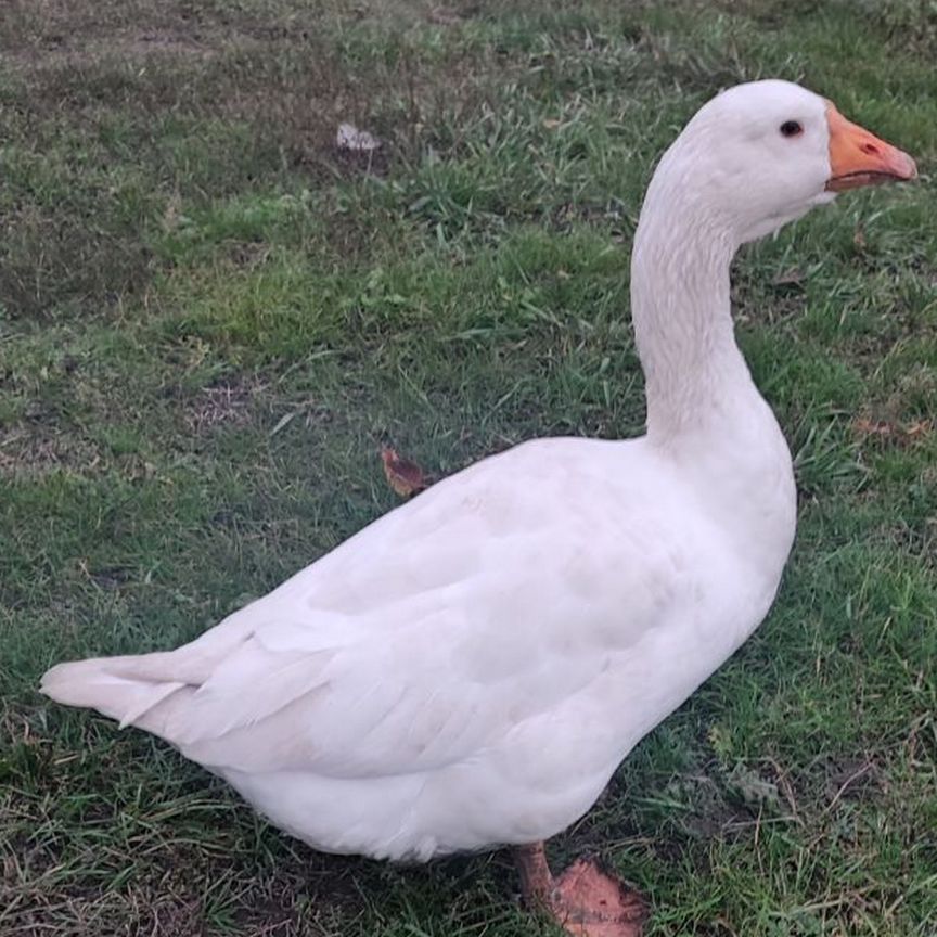 Домашние гуси