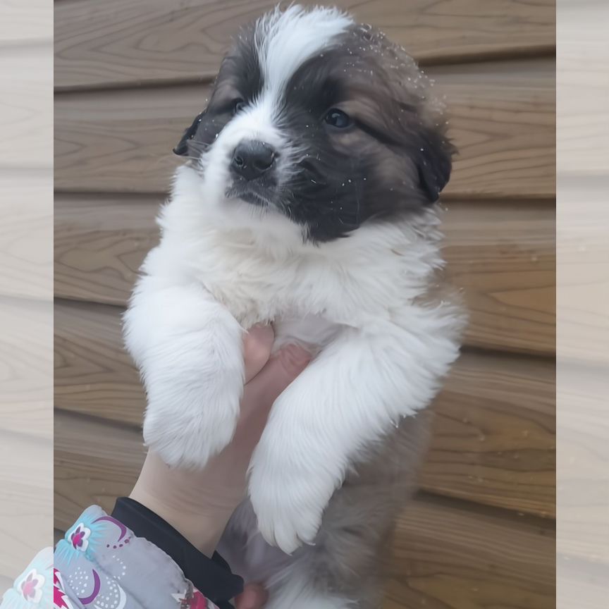 Московская сторожевая, щенок