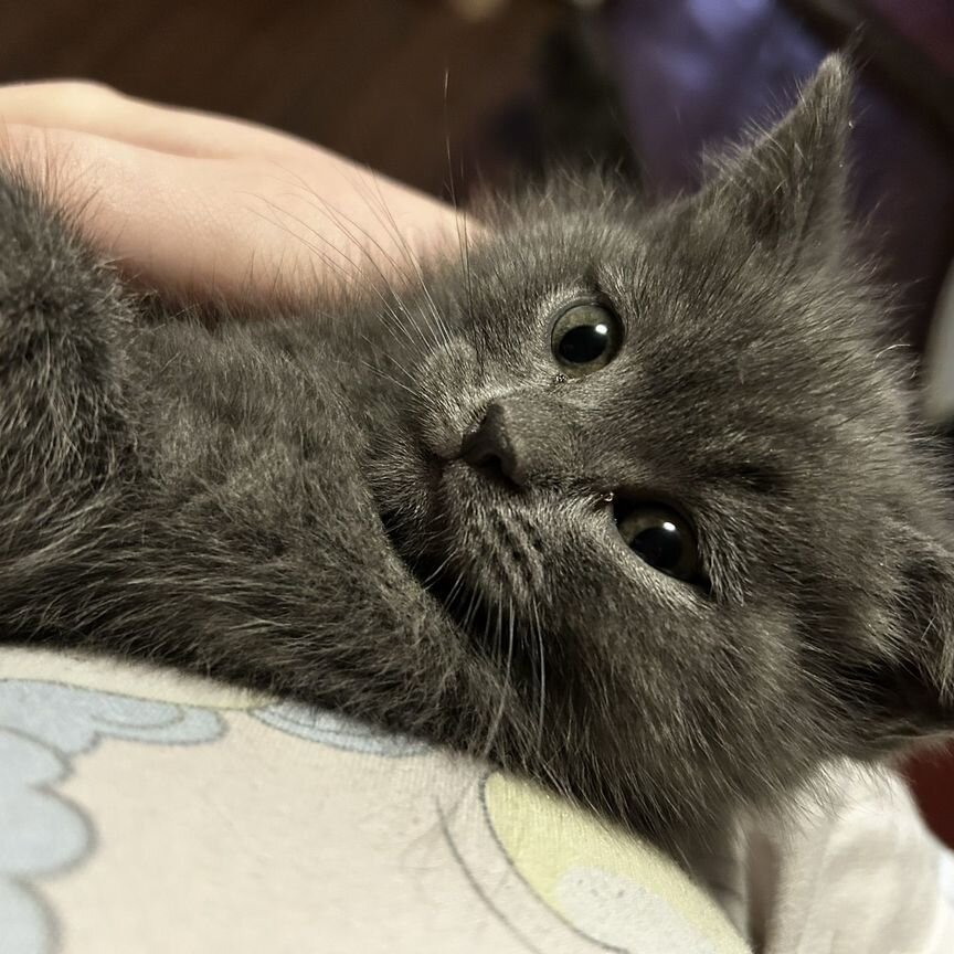 Британская прямоухая