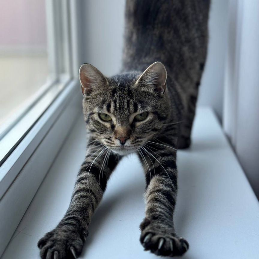 Кошечка в добрые руки