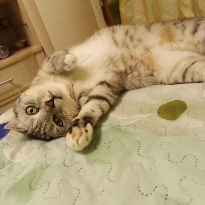 Шотландская вислоухая кошка бесплатно