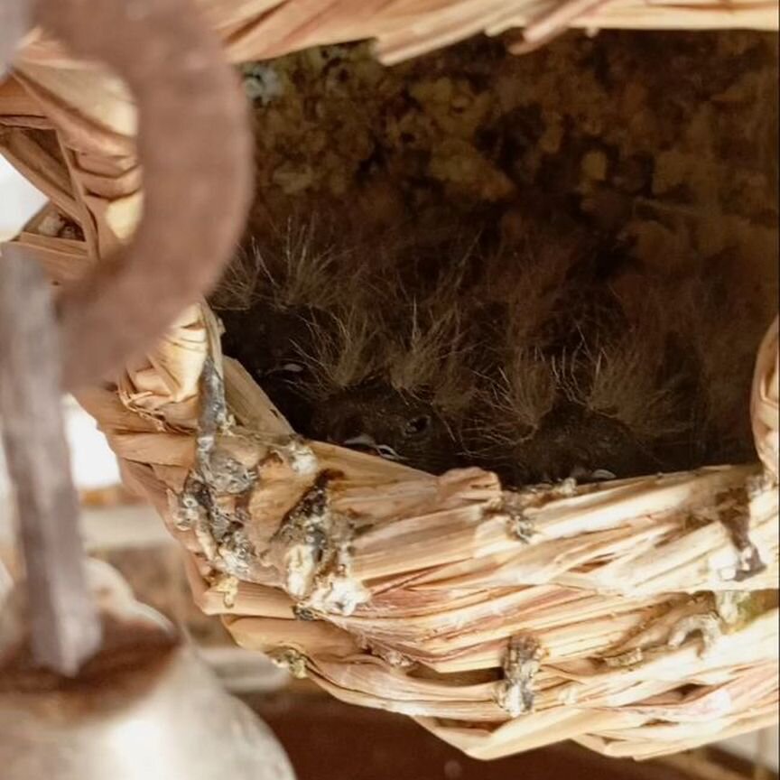 Птенцы Амадин