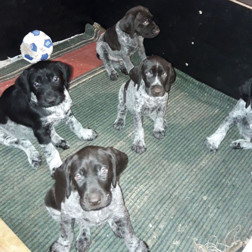 Щенки дратхара продажа