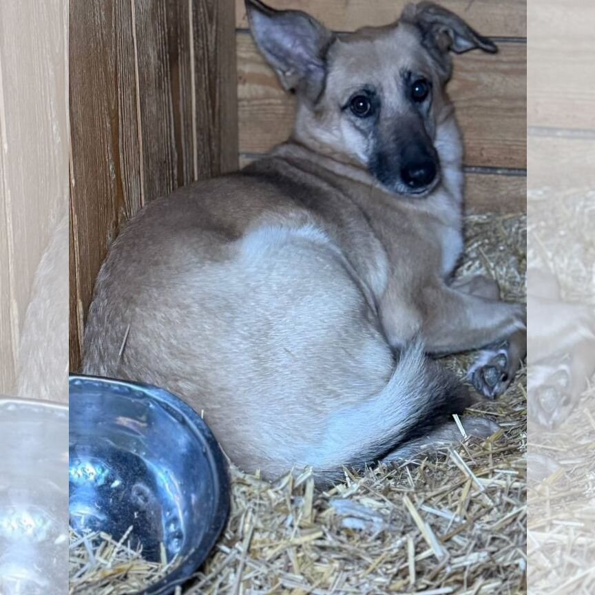 Взрослая собака в добрые руки