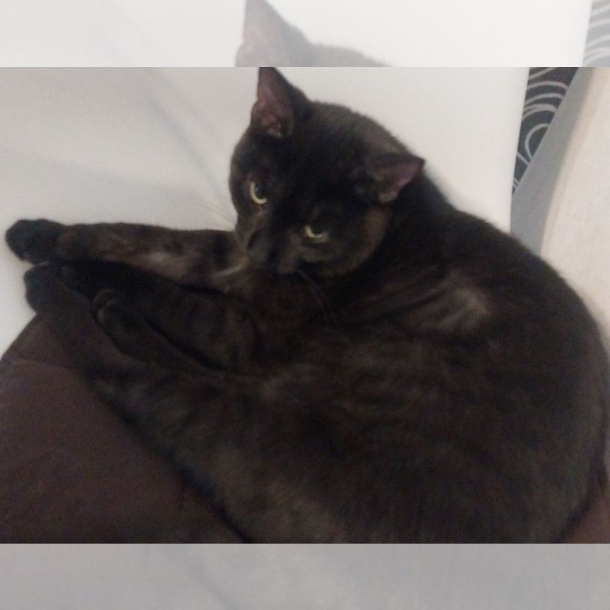 Котёнок от частного владельца