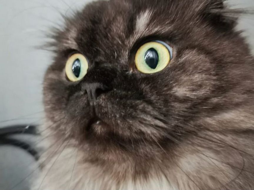 Кошка Нюша