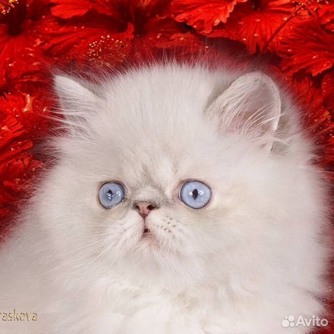 Котенок колорный мальчик