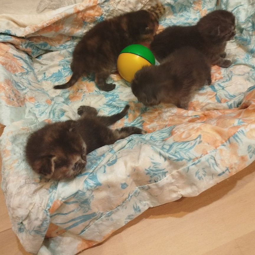 Шотландский вислоухий короткошёрстный котёнок