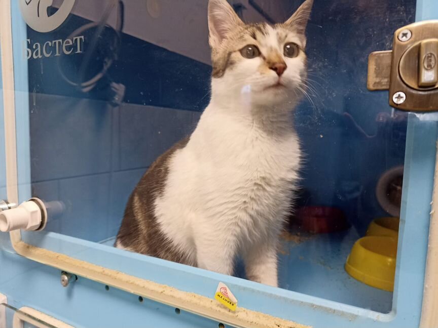 Котенок мальчик ищет дом