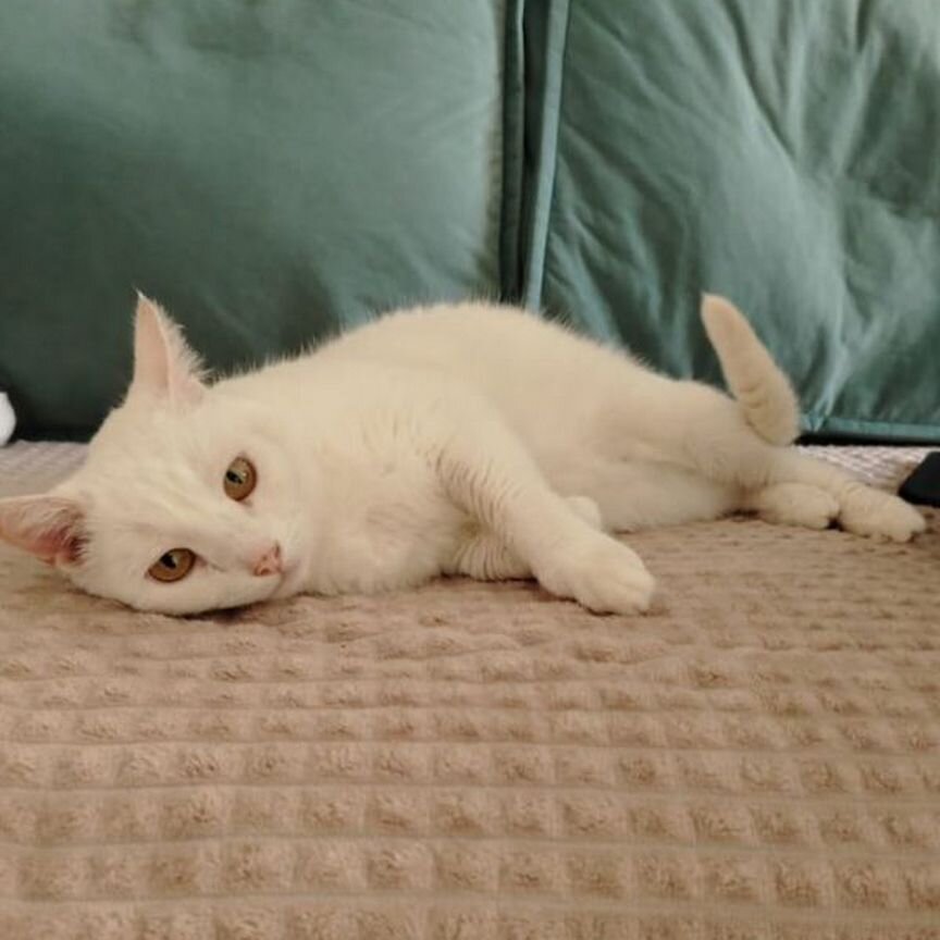 Взрослая кошка в добрые руки