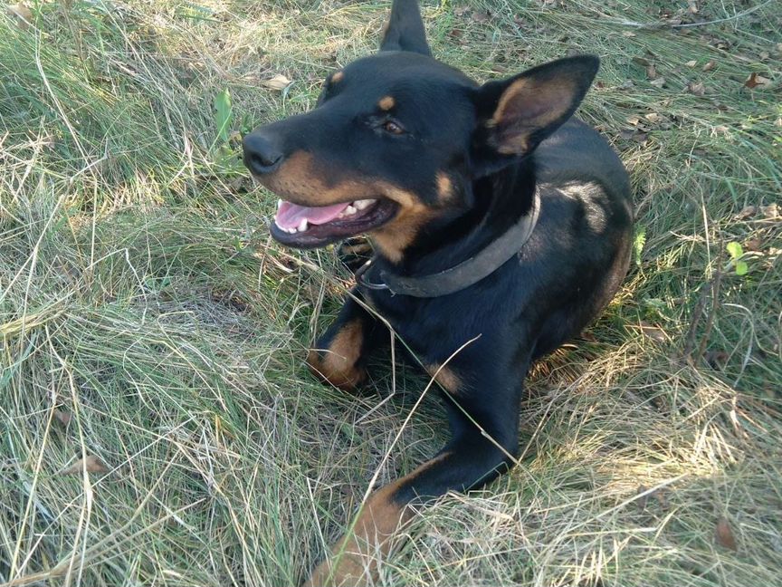 Австралийский келпи