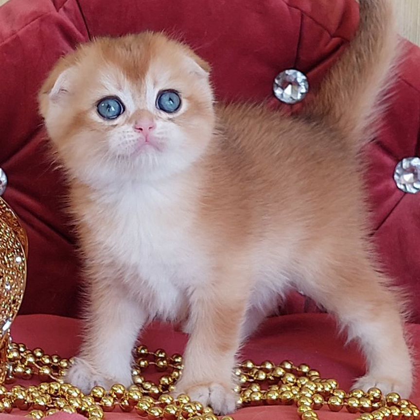 Шотландский вислоухий короткошёрстный котёнок