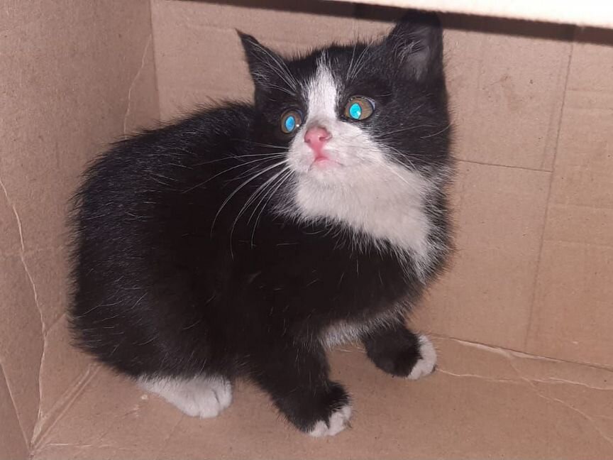 Отдаём котят, 1,5месяца. К лотку приучены