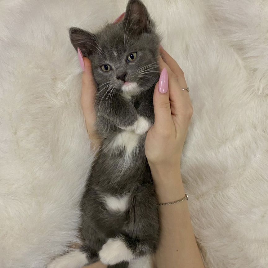Котята