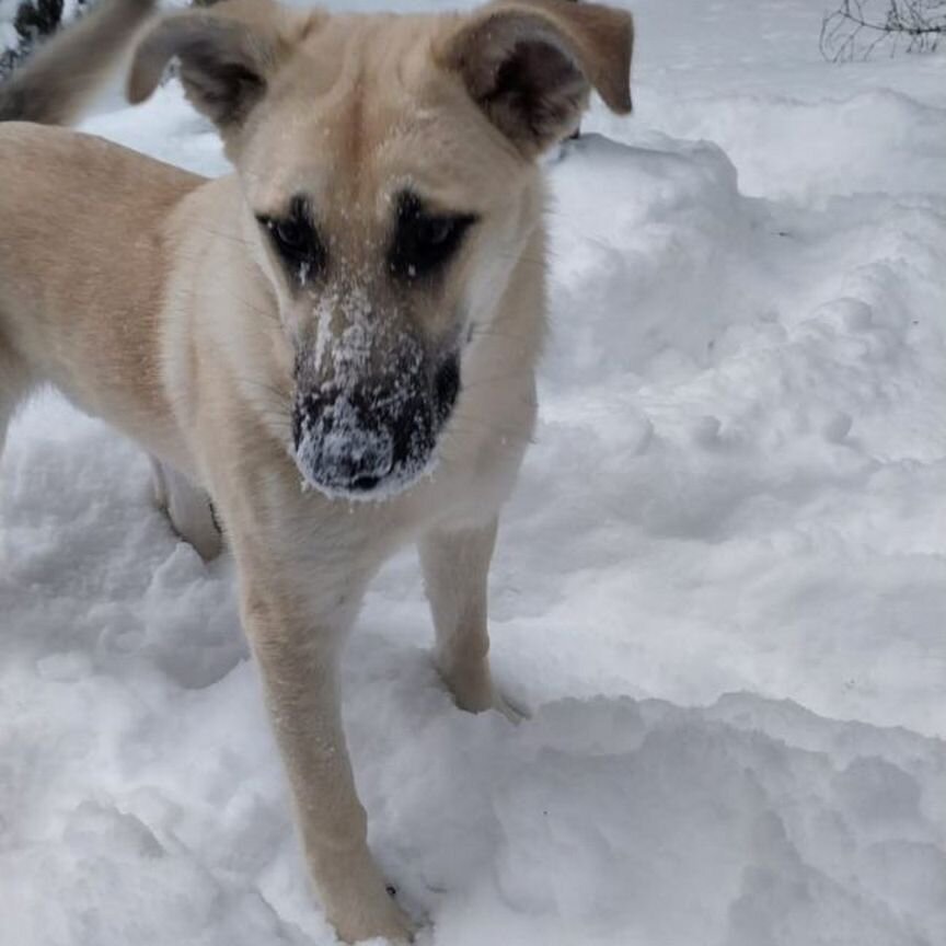 Ищем хорошего хозяина псу