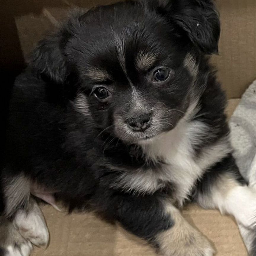 Щенки чихуахуа