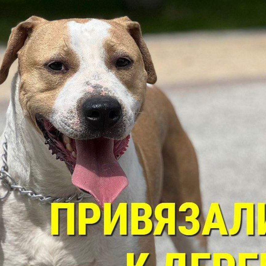 Стаффордширский бультерьер, взрослый пёс