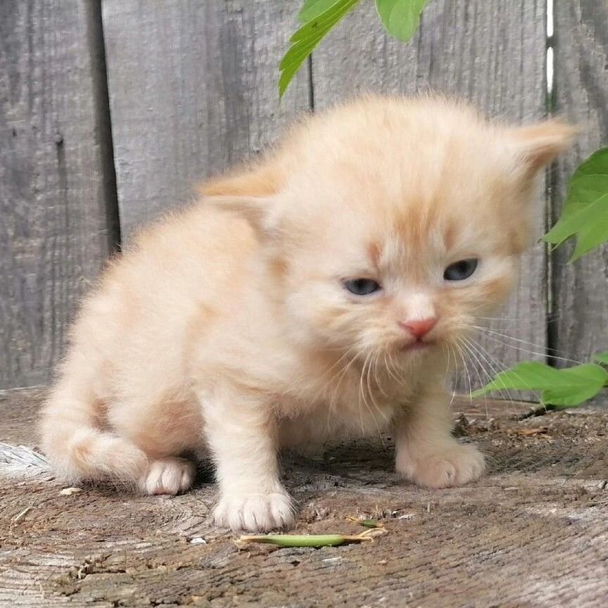 Котёнок в добрые руки