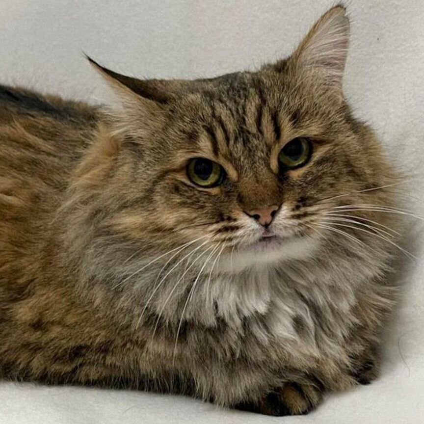 Взрослая кошка в добрые руки