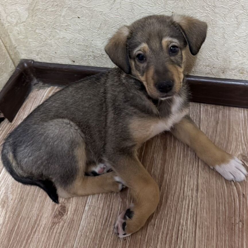 Щенок в добрые руки