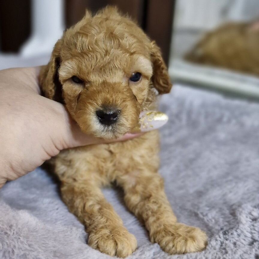 Той-пудель, щенок