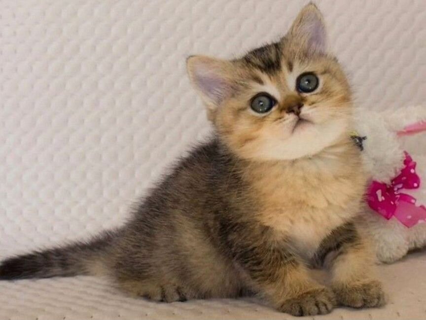 Шотландские котодетки беби-фейс