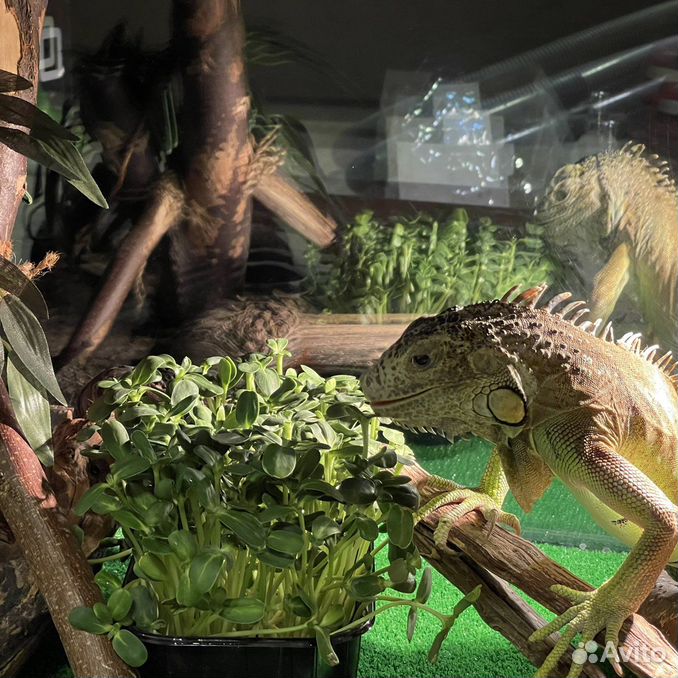 Домашний дракон