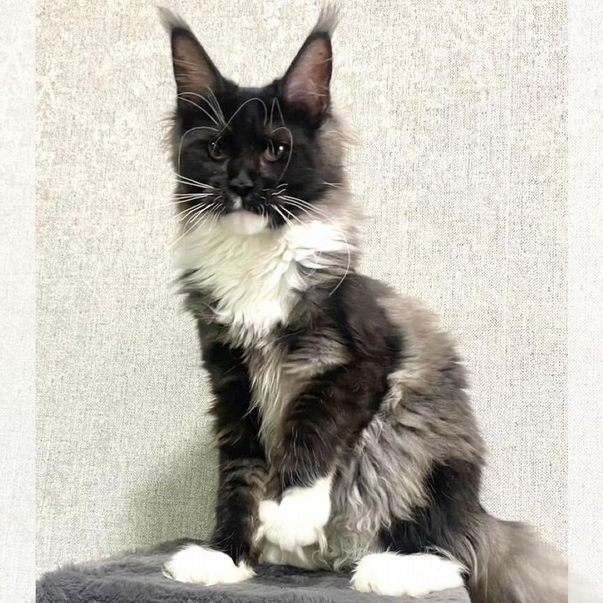 Мейн-кун котёнок